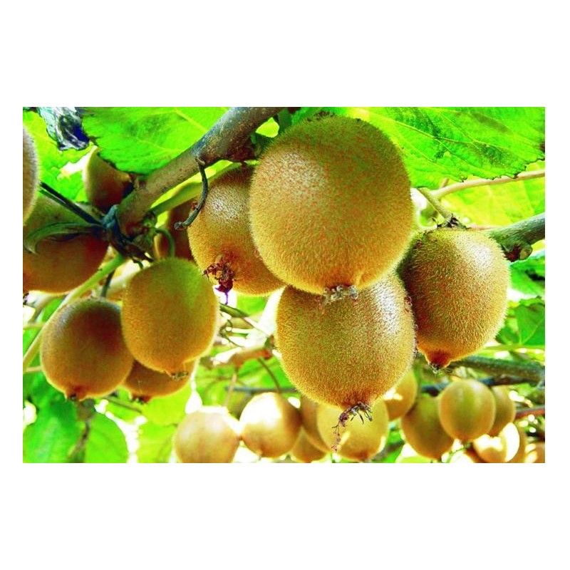 Kiwi Fruit Seeds