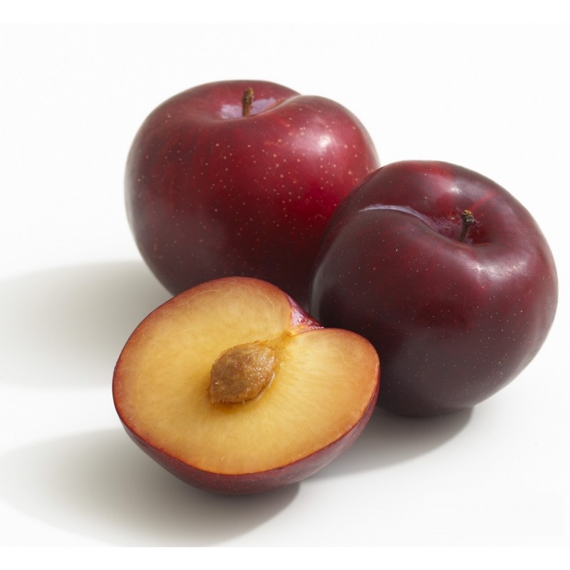 Plum Seed