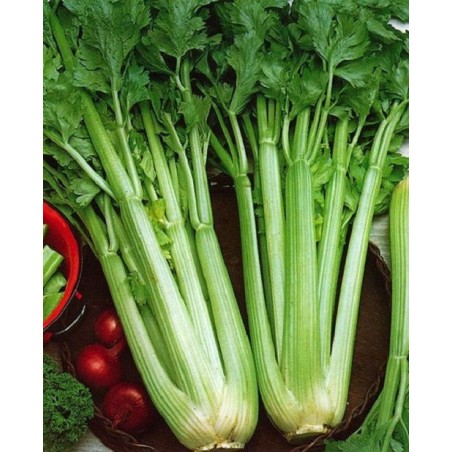 Exotic Tall Utah Celery Seeds