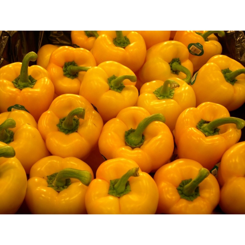Yellow Capsicum / Pepper Seeds