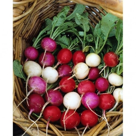 Easter Egg Radish Seeds