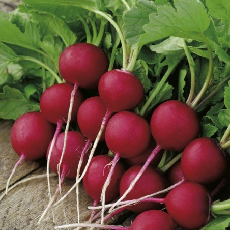 Scarlet Globe Radish Seeds