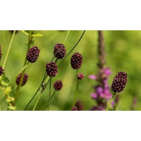 Burnet Flower Seeds