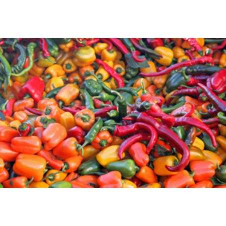 Pepper Seeds Combo - 6 Types - 100+ Seeds